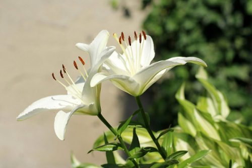 Ý Nghĩa Hoa Ly Và Những Hình Ảnh Đẹp Dành Tặng Bạn Bè, Người Thân