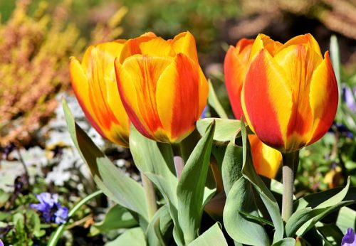 Ý Nghĩa Hoa Tulip Qua Từng Màu Sắc Và Truyền Thuyết Đầy Đau Thương
