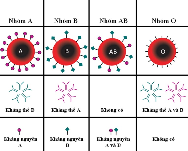 Có Bao Nhiêu Nhóm Máu Trên Thế Giới Những điều Về Nhóm Máu Mà Bạn Chưa