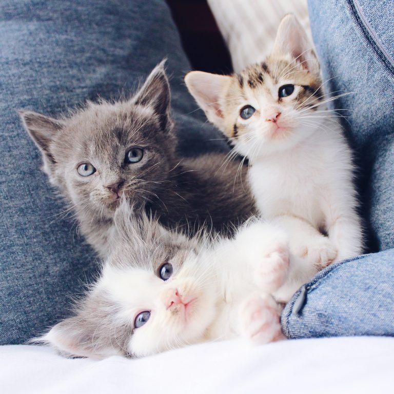 60+ Hình ảnh con mèo đẹp cute, ảnh nền mèo dễ thương